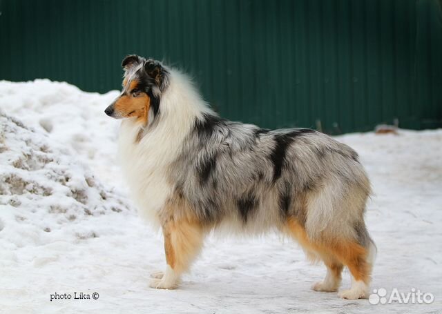 Детки колли