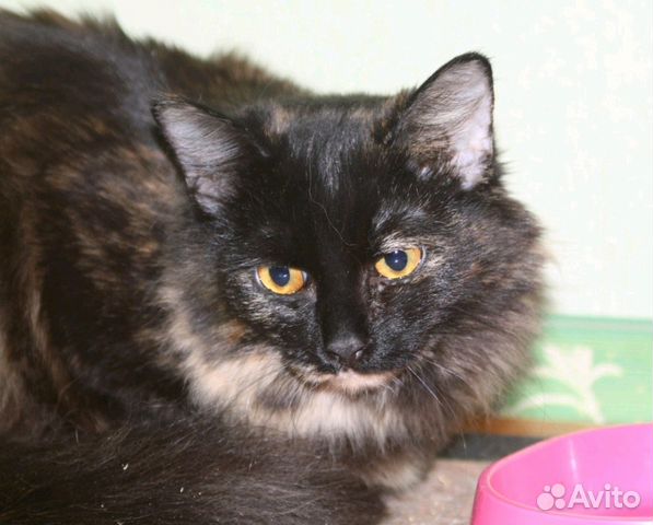 Кошечка Баффи