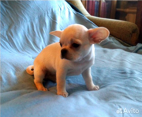 Мальчик Снуппи