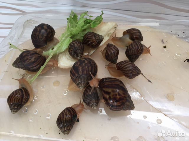 Улитка ахатина иммакуляты