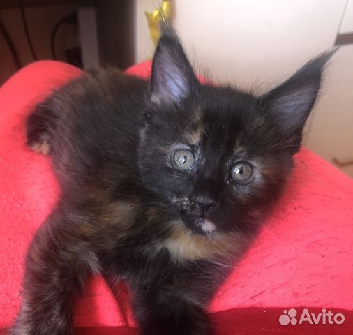 Мейн-кун котята девочки-красотки