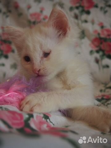 Котенок беленькая милаха