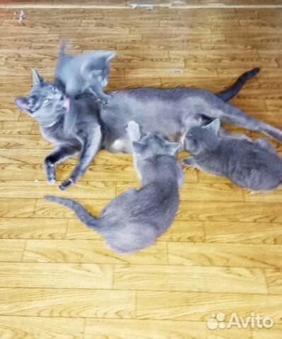 Русские голубые котята