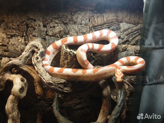 Маисовый полоз с террариумом