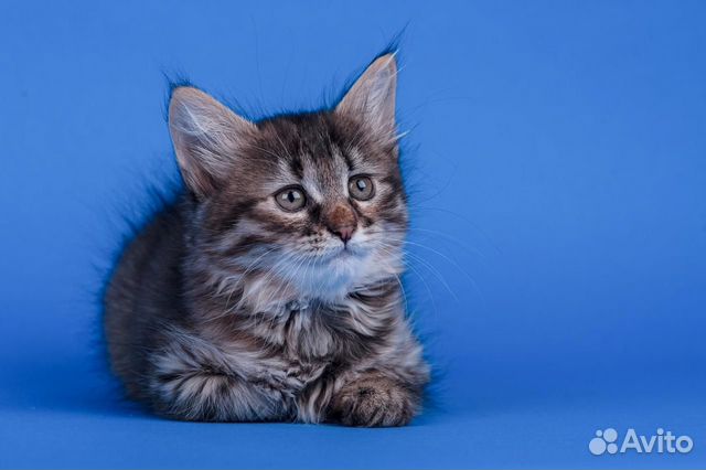 Котенок Шпротинка в добрые ручки