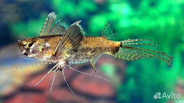 Пантадон Рыба-Бабочка