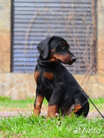 Девочка доберман