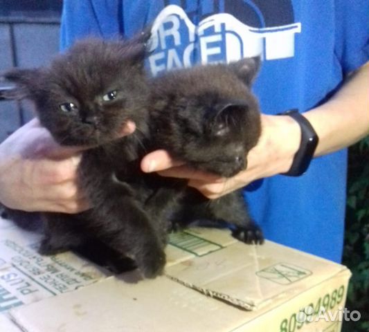 Шотландские котята
