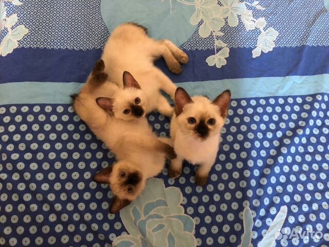 Клубные котята меконгских бобтейлов