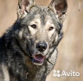Дозор внешность волка душа человека