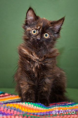 Шикарная кошечка-черепашка