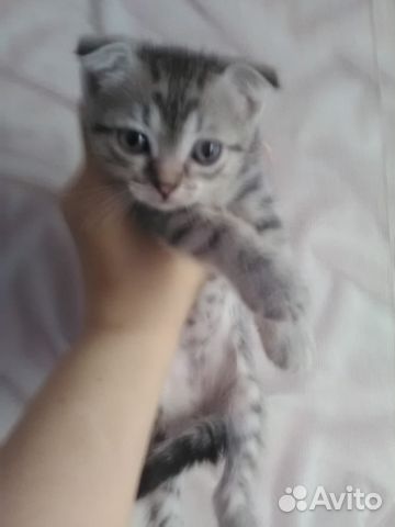 Мама американская вислоухая, папа вислоухий шотлан