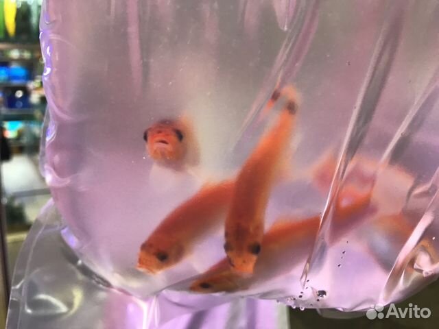 Золотой линь