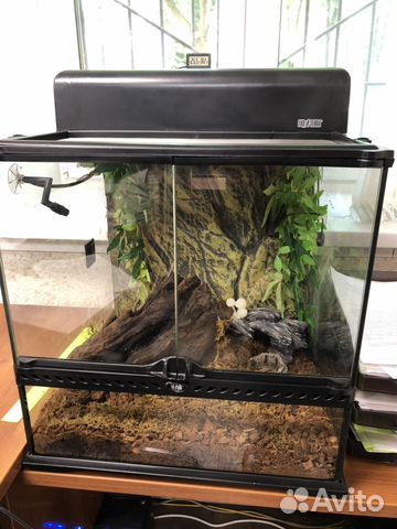 Террариум с пауком