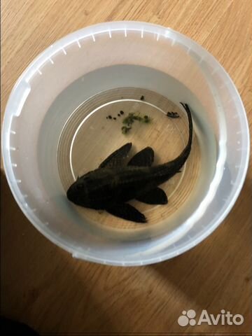 Отдам парчового птеригоплихта