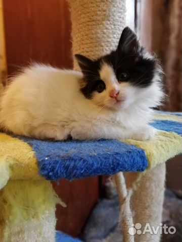 Котёнок девочка Сонечка 2,5 мес в добрые руки