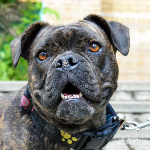 Mix боксера в дар