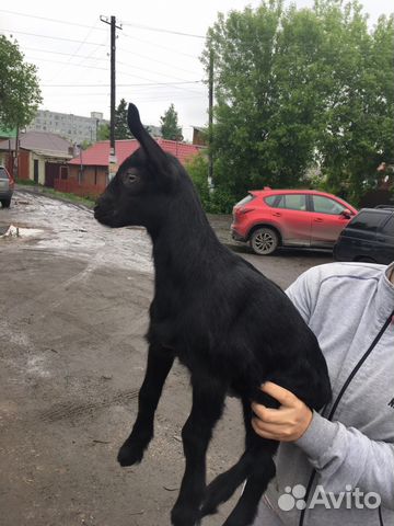 Продам или обменяю двух козликов