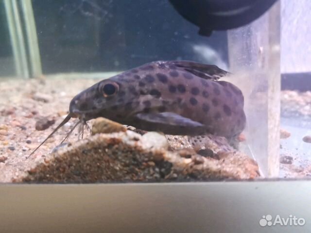 Синодонтис