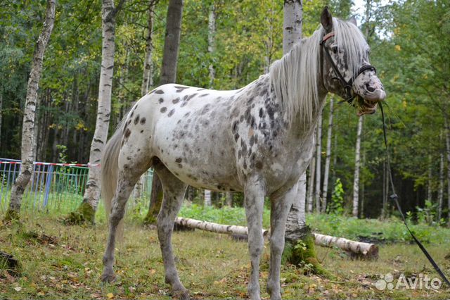 Несколько пони,пони-класс