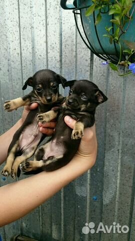 Той -терьер