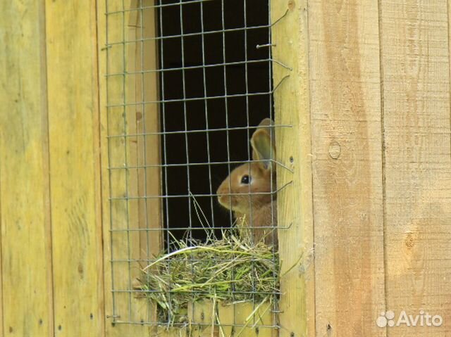 Продажа крольчат новозеландской красной породы
