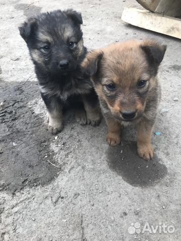 Щенок один чёрный другой рыжий - девочки