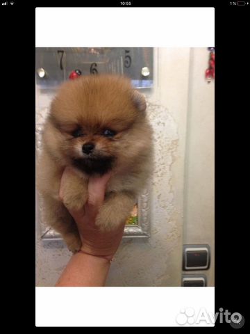 Щенки шпица