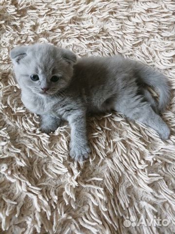 Котята шотландские