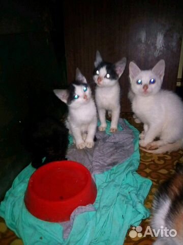 Котята