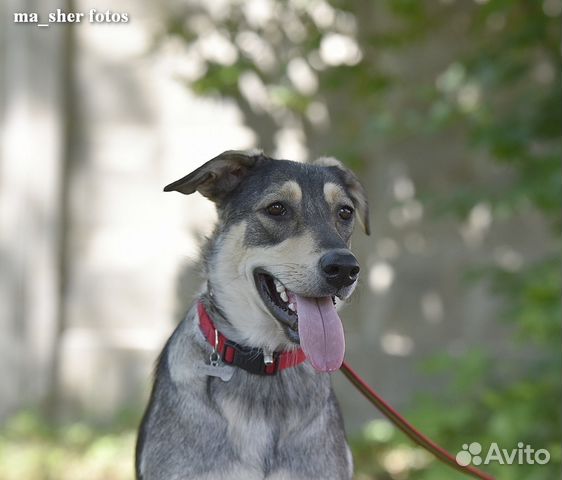 Фаннечка- настоящий преданный друг