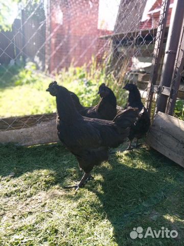 Петух Ухейилюй