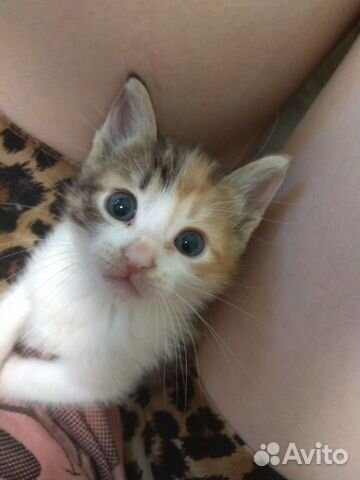 Малютка Тэффи 1-1,5 активная игривая здоровая