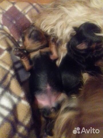 Продаю щенков