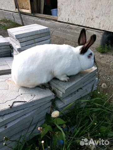 Крол на племя