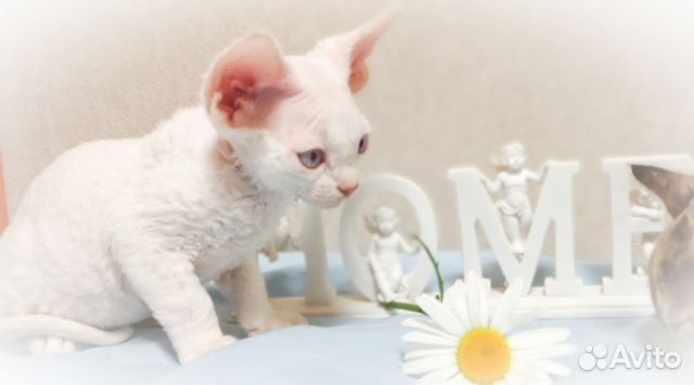 Романтичный котик Орфей