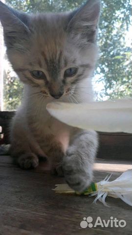 Ищем малышочку ответственных родителей