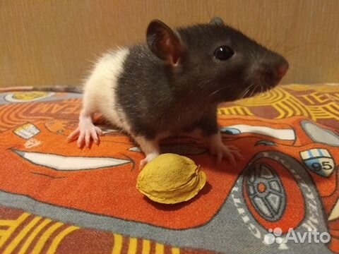 Крысики в добрые руки