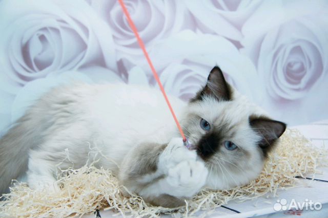 Ragdoll Девочка с документами