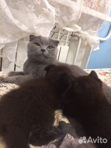 Шотландская (метис)