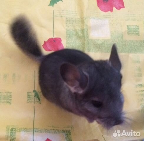 Отдам шиншиллу в добрые руки