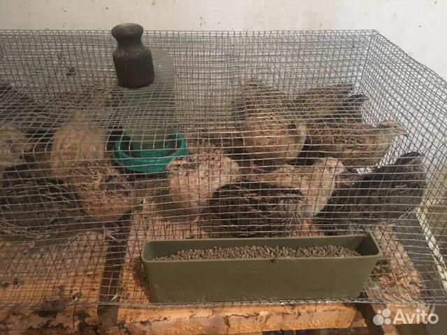 Продам перепелок