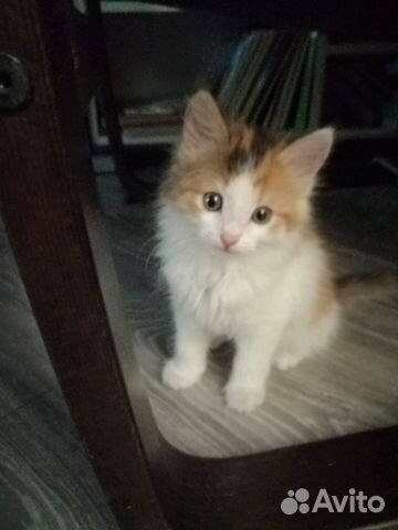 Милые котятки