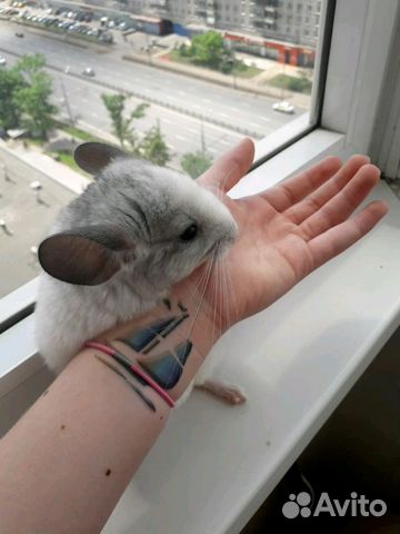 Шиншилла
