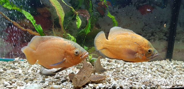 Астронотусы