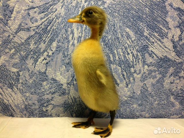 Утки "Индийский бегун"