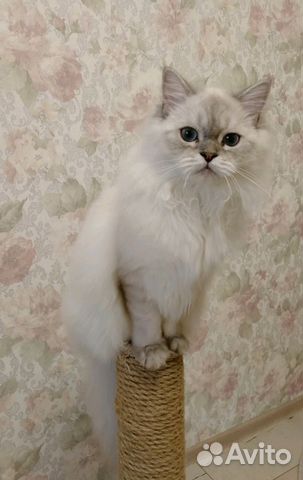 Шотландский длиношерстный котик