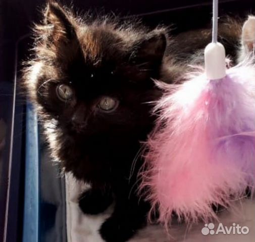 Котята 2 месяца