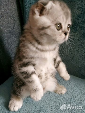 Котята вислоухие шотландцы мраморные