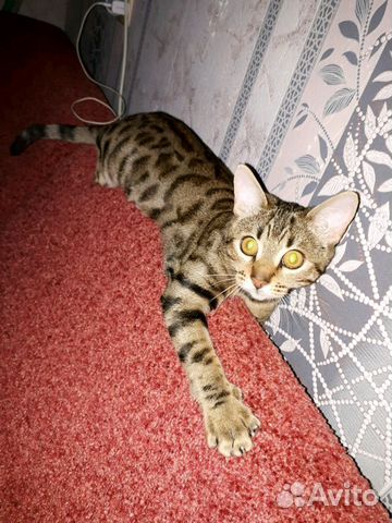 Бенгальская кошечка